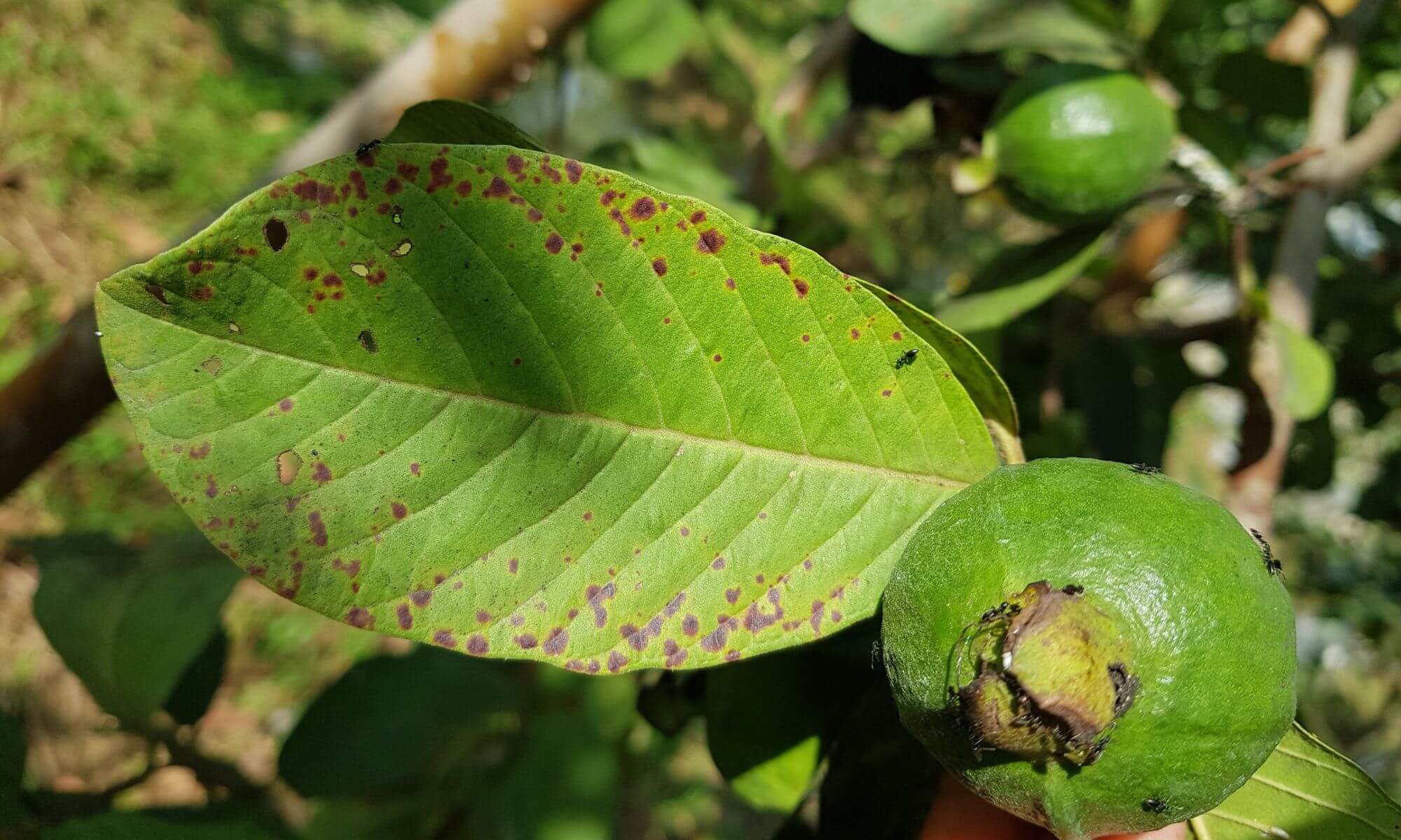 Why do my guava tree leaves have brown spots/ rust spots? - Baba