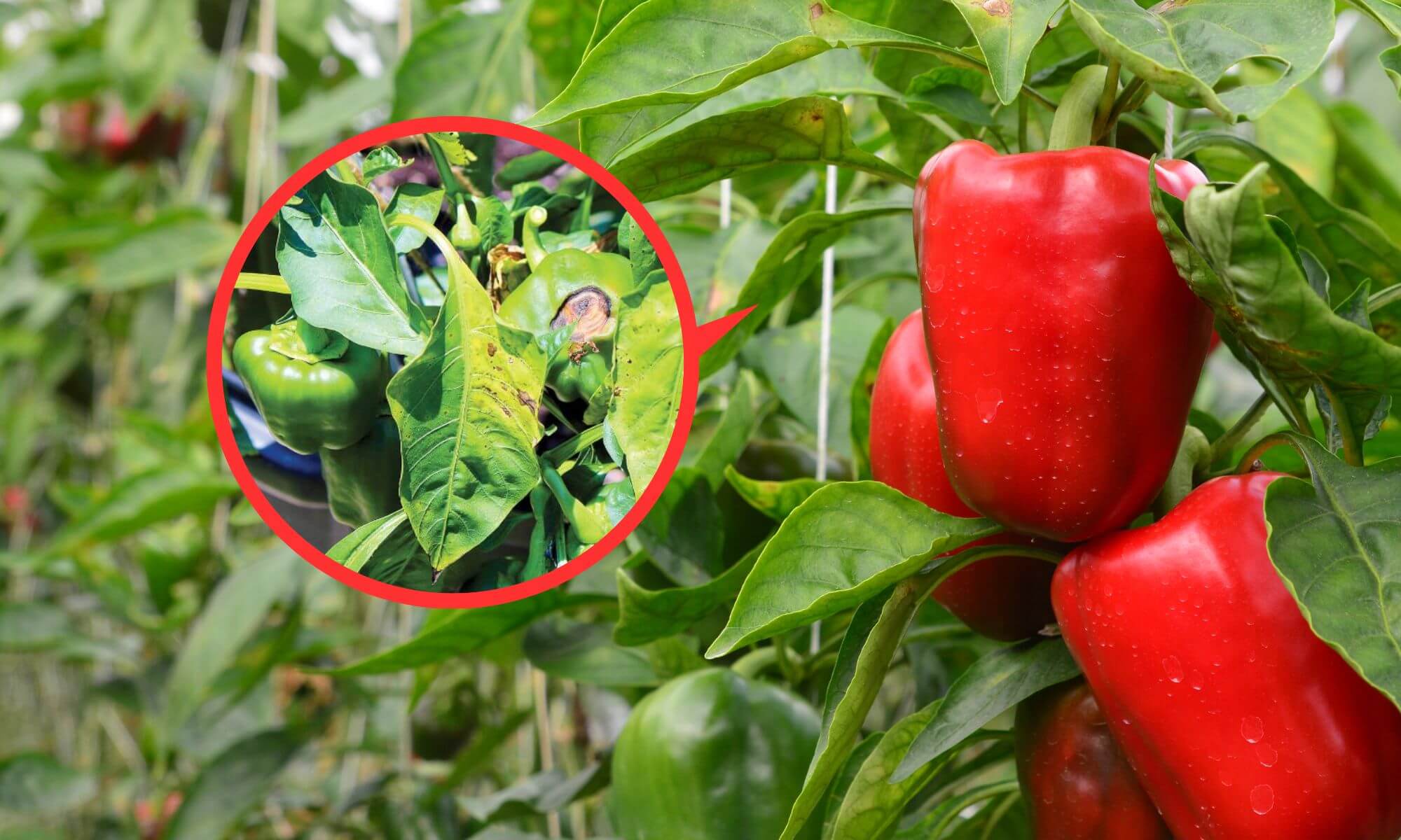 What are the white fungus on the back of the leaves? - Baba